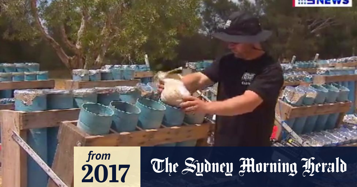 Video: Australia Day preparations underway Video: Australia Day preparations underway